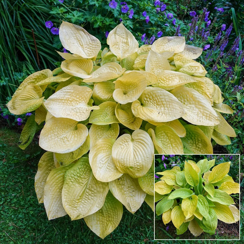 Shop Glad Tidings Hosta Online | Shade Perennials | Breck's