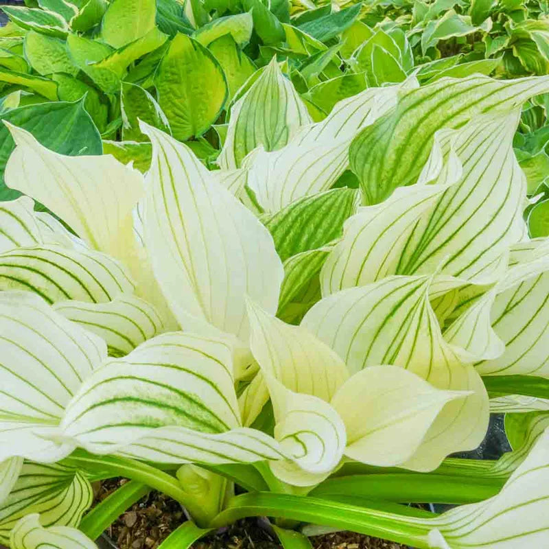 Buy Improved White Feather Hosta | Shade Perennials | Breck's
