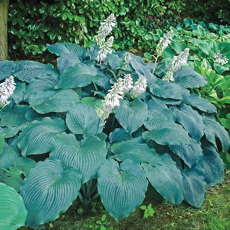 Blue Angel Hosta | Buy Shade Perennials Online | Breck's