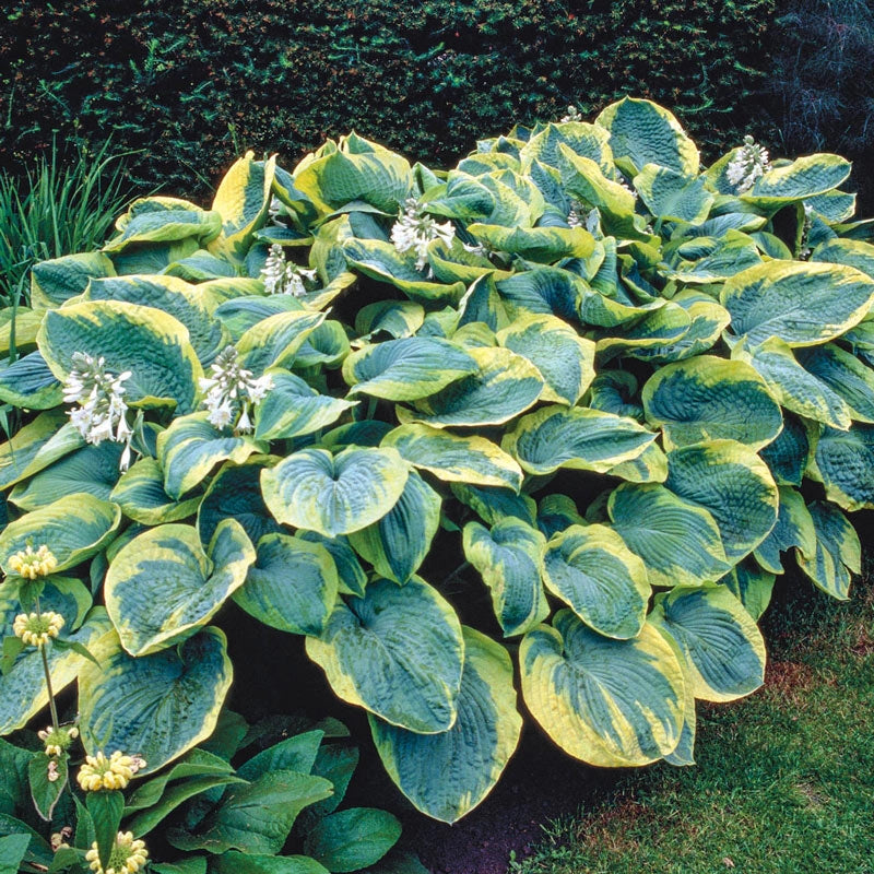Frances Williams Hosta | Shade Perennials | Shop Brecks