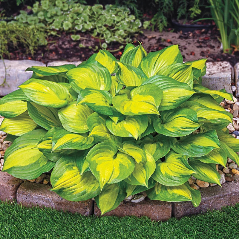 Buy Lakeside Banana Bay Hosta | Shade Perennials | Breck's