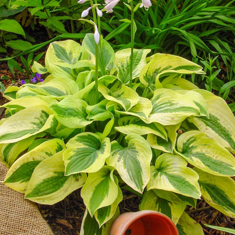 Shop Mama Mia Hostas Online | Shade Perennials | Breck's