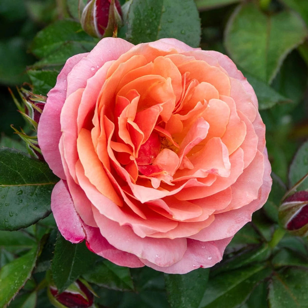 Uptown Girl Rose