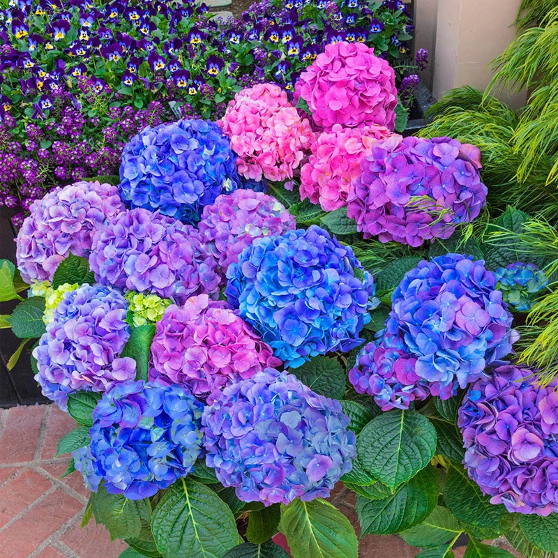 Shop L A Dreamin Hydrangea | Hedges and Shrubs | Breck's