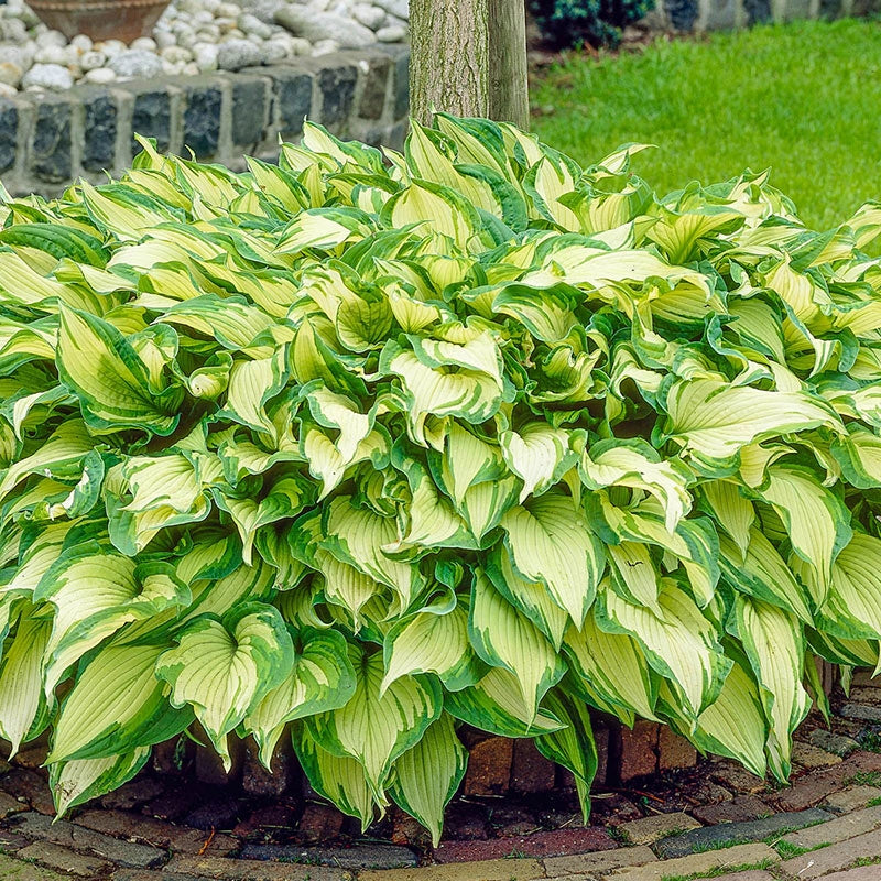 Buy Fortunei Albopicta Hosta | Shade Perennials | Breck's