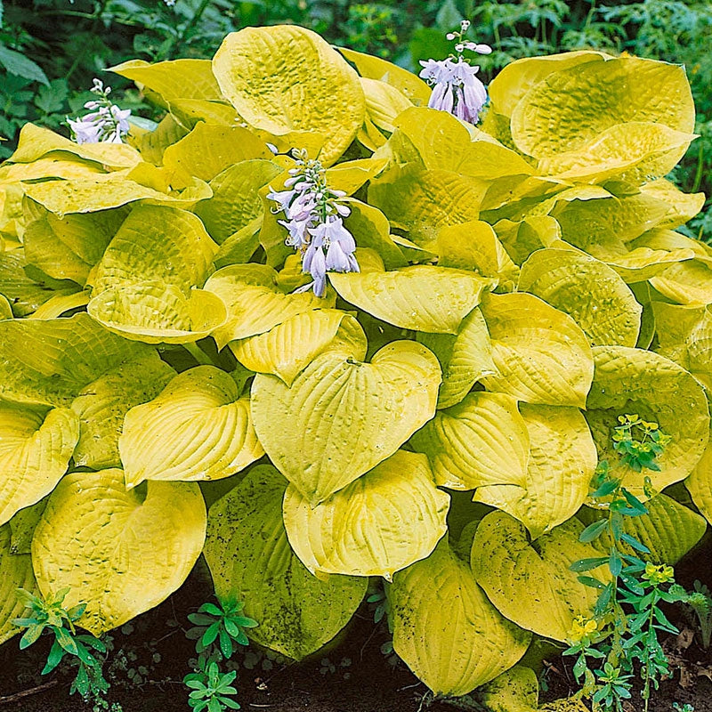 Shop Zounds Hosta Online | Shade Perennials | Breck's – Brecks