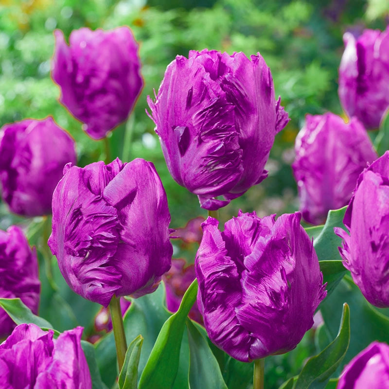 Buy Parrot Prince Tulip Online | Parrot Tulip Bulbs | Breck's