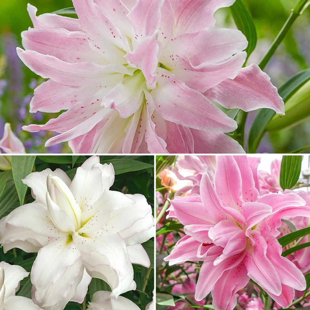Shop Lotus Lily Collection Online Lily Bulbs Brecks