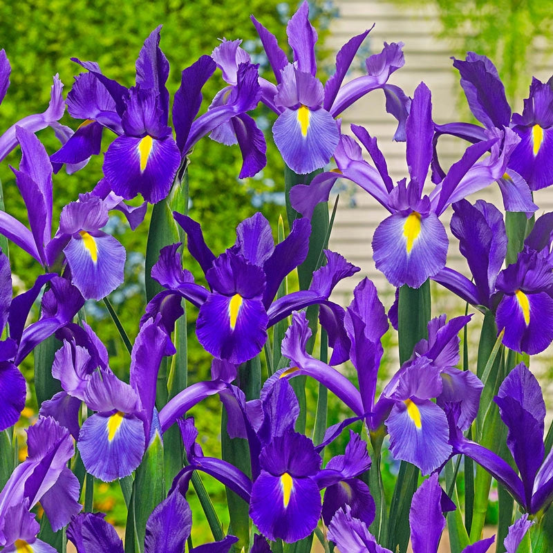 Buy Discovery Purple Dutch Iris | Spring Bulbs | Breck's