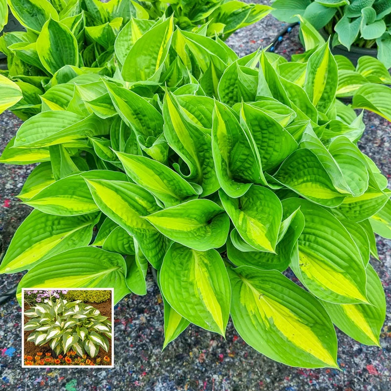 Buy Ann Kulpa Hosta Online | Unique Hostas | Breck's