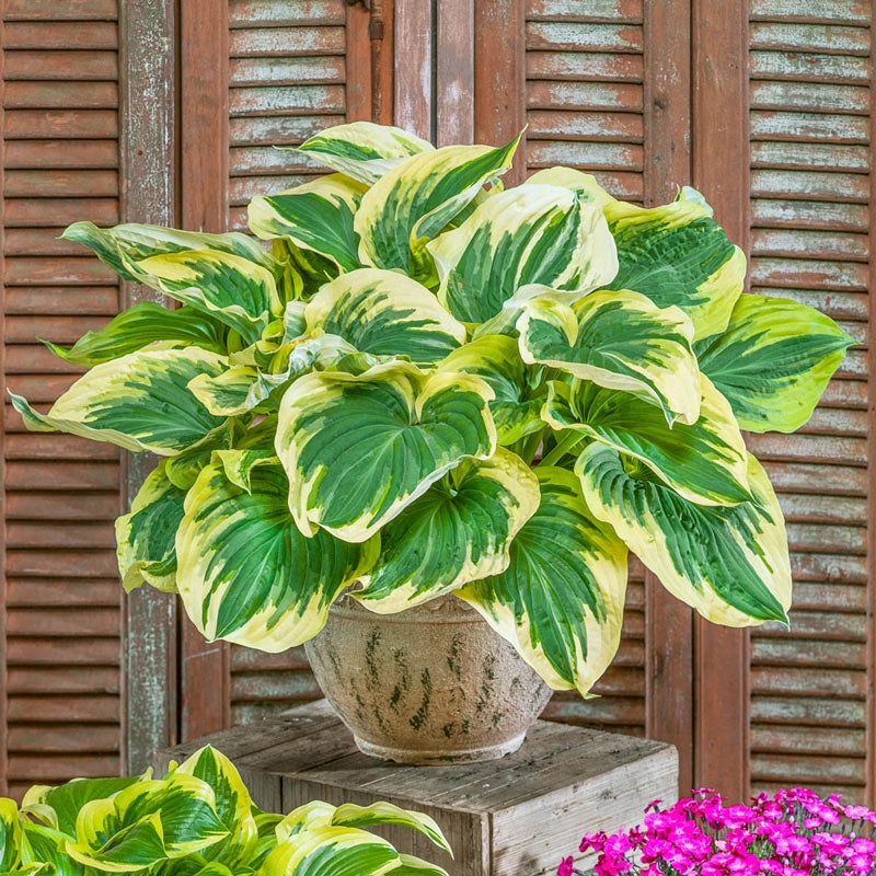 Buy Broadway Hosta | Breck's Favourite Hostas | Breck's