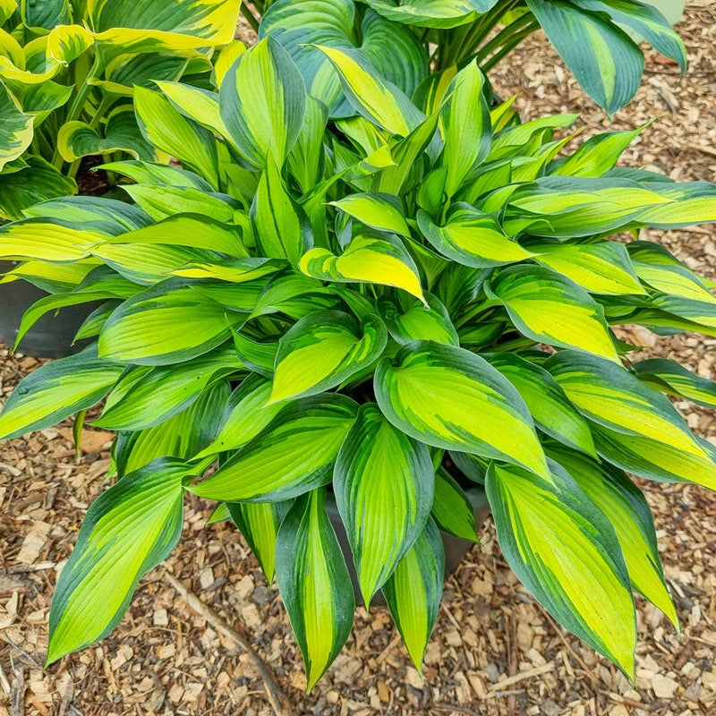 Buy Ayesha Hosta Online | Shade Perennials | Breck's