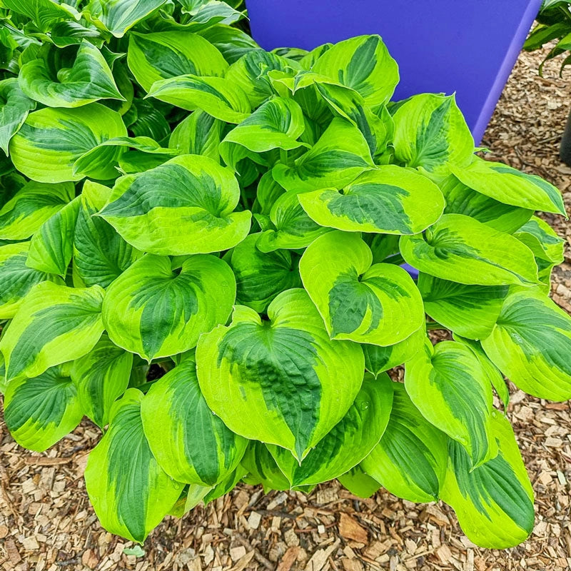 Buy Summer Lovin Hostas Online | Shade Perennials | Breck's