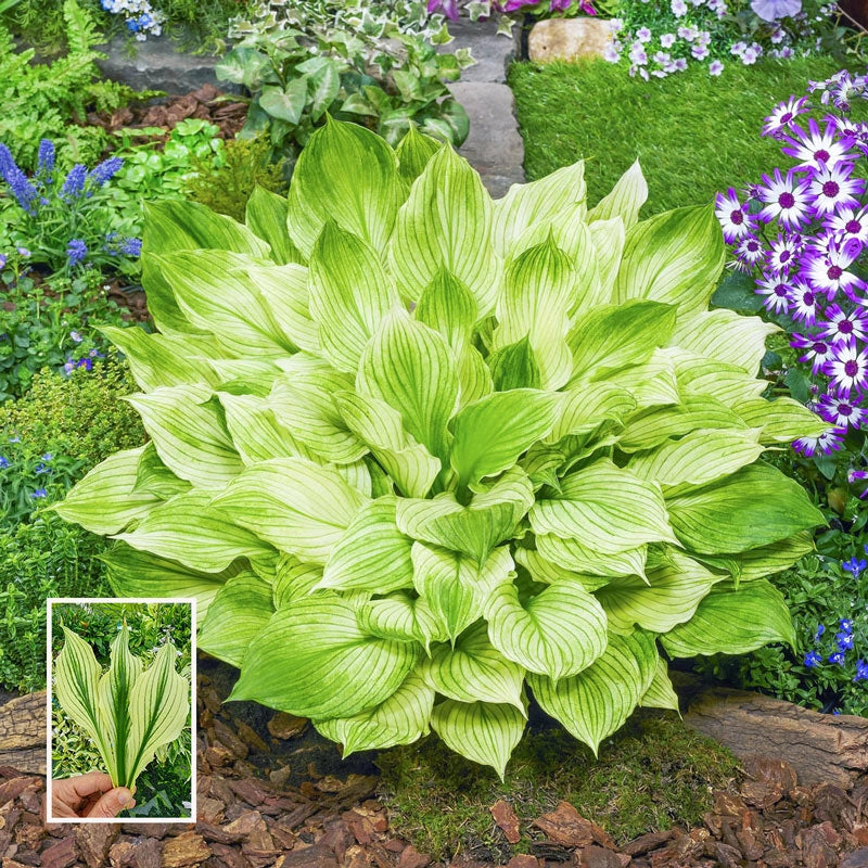 Buy Zebra Stripes Hostas Online | Shade Perennials | Breck's