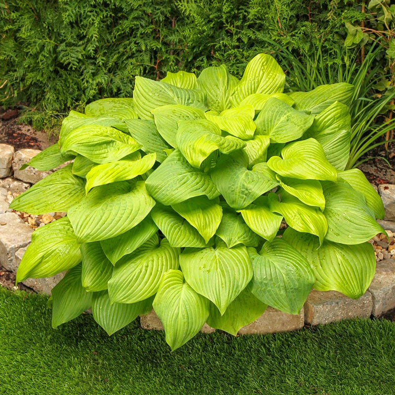 Buy Mojito Hostas Online | Shade Perennials | Breck's