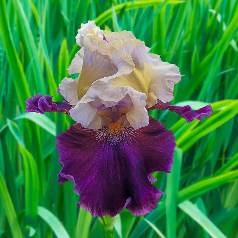 Triple Dip Reblooming Bearded Iris | Buy Online | Breck's