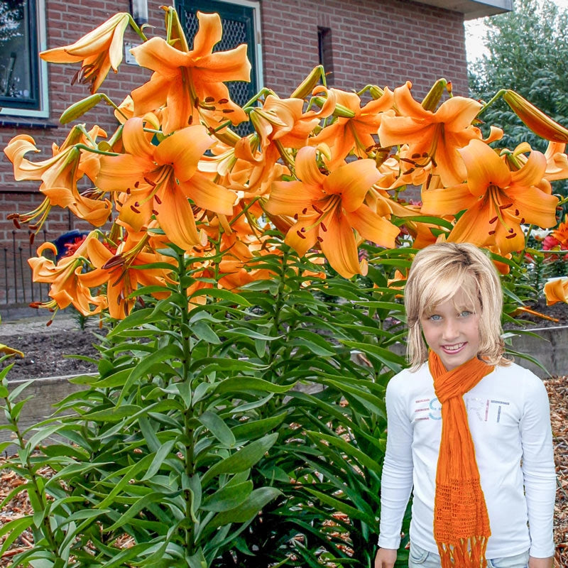 Buy Orange Space Lily Tree | Asiatic Lily Bulbs | Breck's