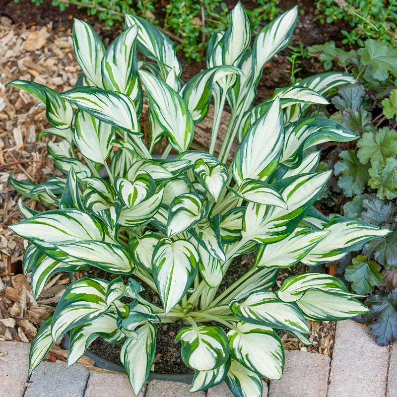Buy Fireworks Hosta Online | Shade Perennials | Breck's – Brecks