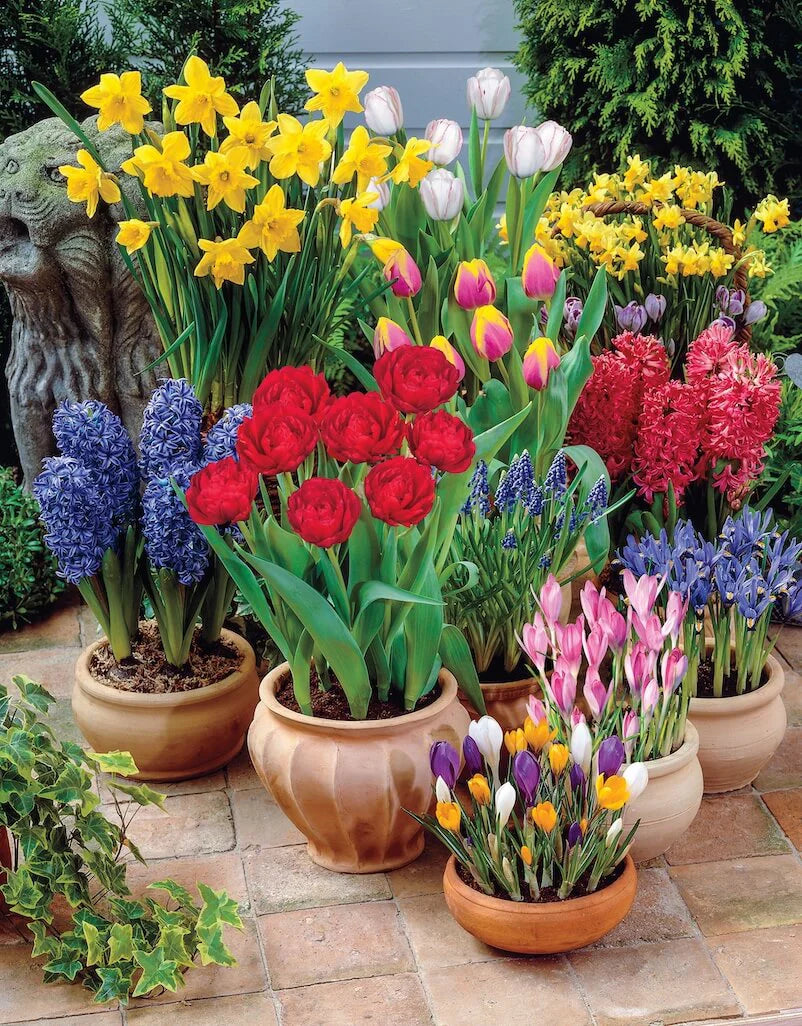 Spring Bulb Plants In Pot Cover