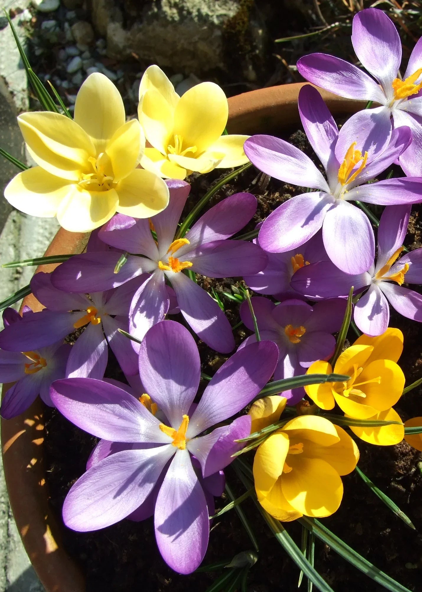 Crocus Celebrated as 2015 Flower Bulb of the Year | Breck's
