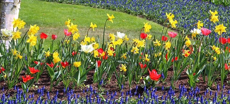 Early Spring Flowers Pictures Early Spring Flowers