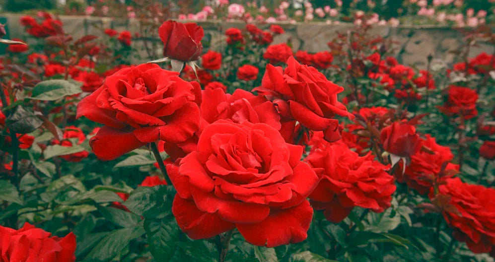 TYPES OF ROSES TO GROW | Breck's – Brecks