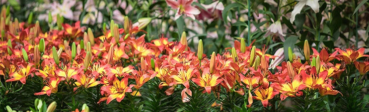 How To Care For Lilies - A Guide for Planting Lily Bulbs | Breck's