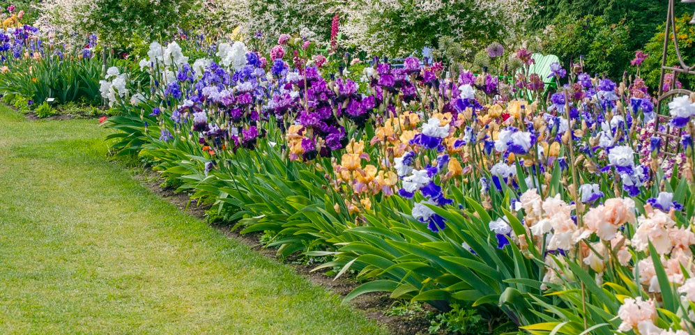 Irises - perfect for fall planting! | Breck's