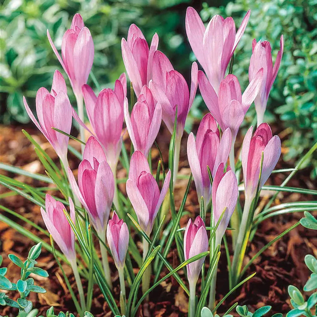 Pink Crocus - Buy Pink Snow Crocus | Breck's – Brecks