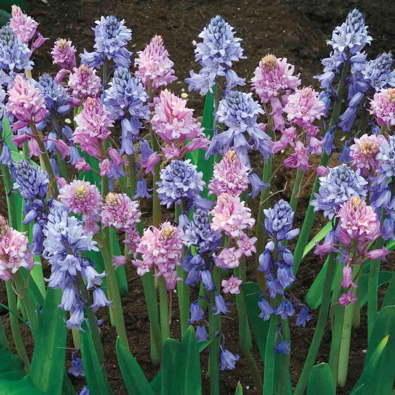 Spanish Blue Bells and Pink Bells Mixture | Breck's – Brecks