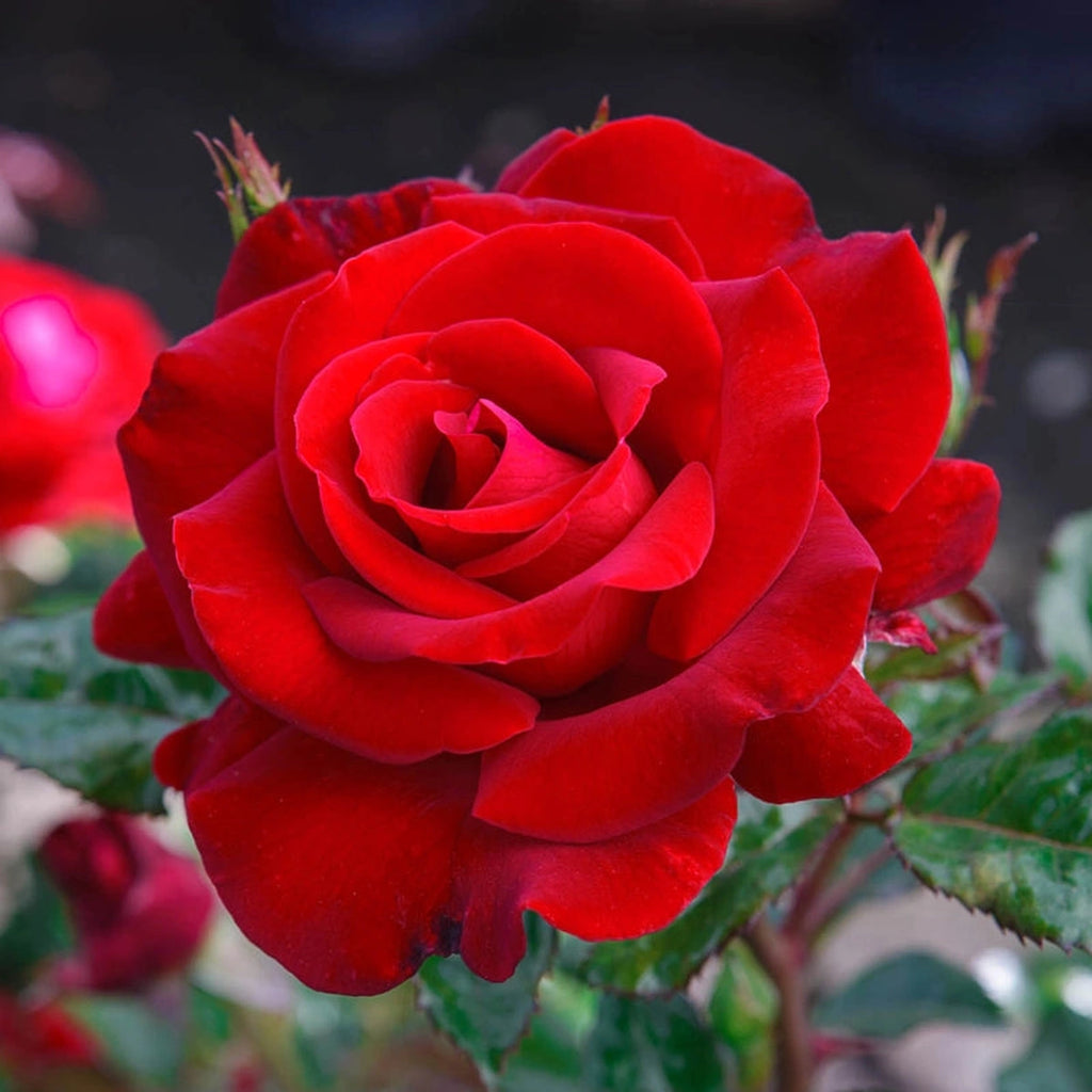 Drop Dead Red™ Floribunda Rose – Breck's
