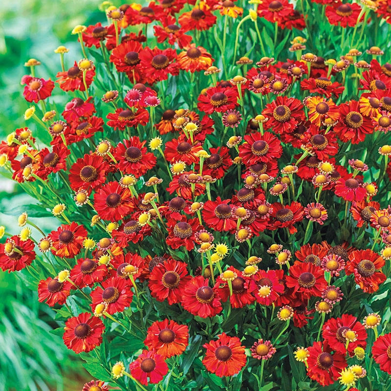 Hot Lava Helenium | Breck's