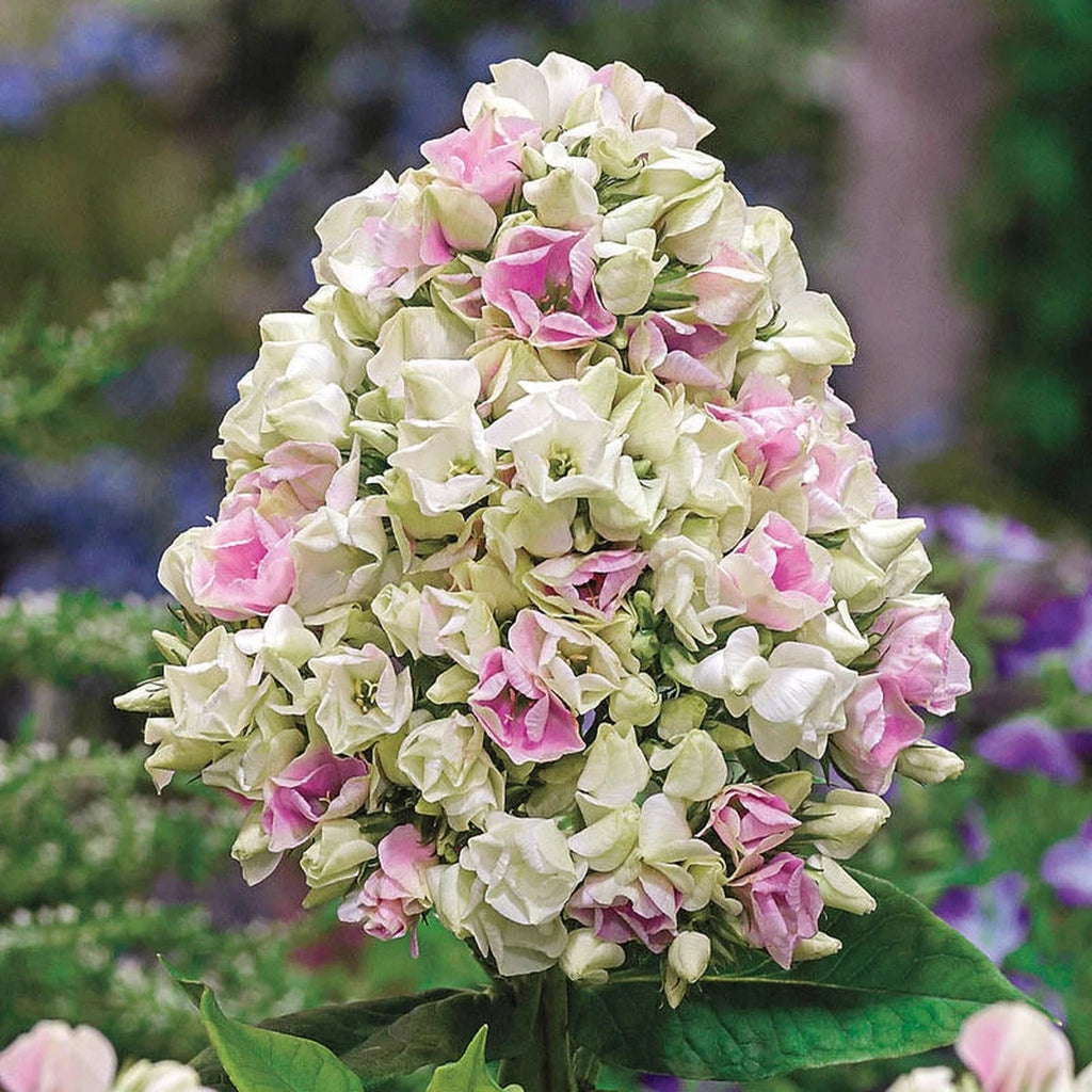 Buy Creme de la Creme Phlox | Breck's