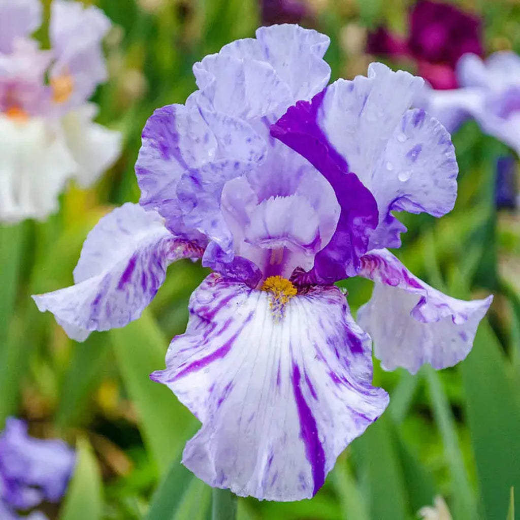 Shop Elainealope Reblooming Bearded Iris Online | Breck's