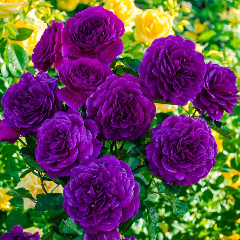 Ebb Tide Rose - Royal Purple Floribunda Rose | Breck's – Brecks