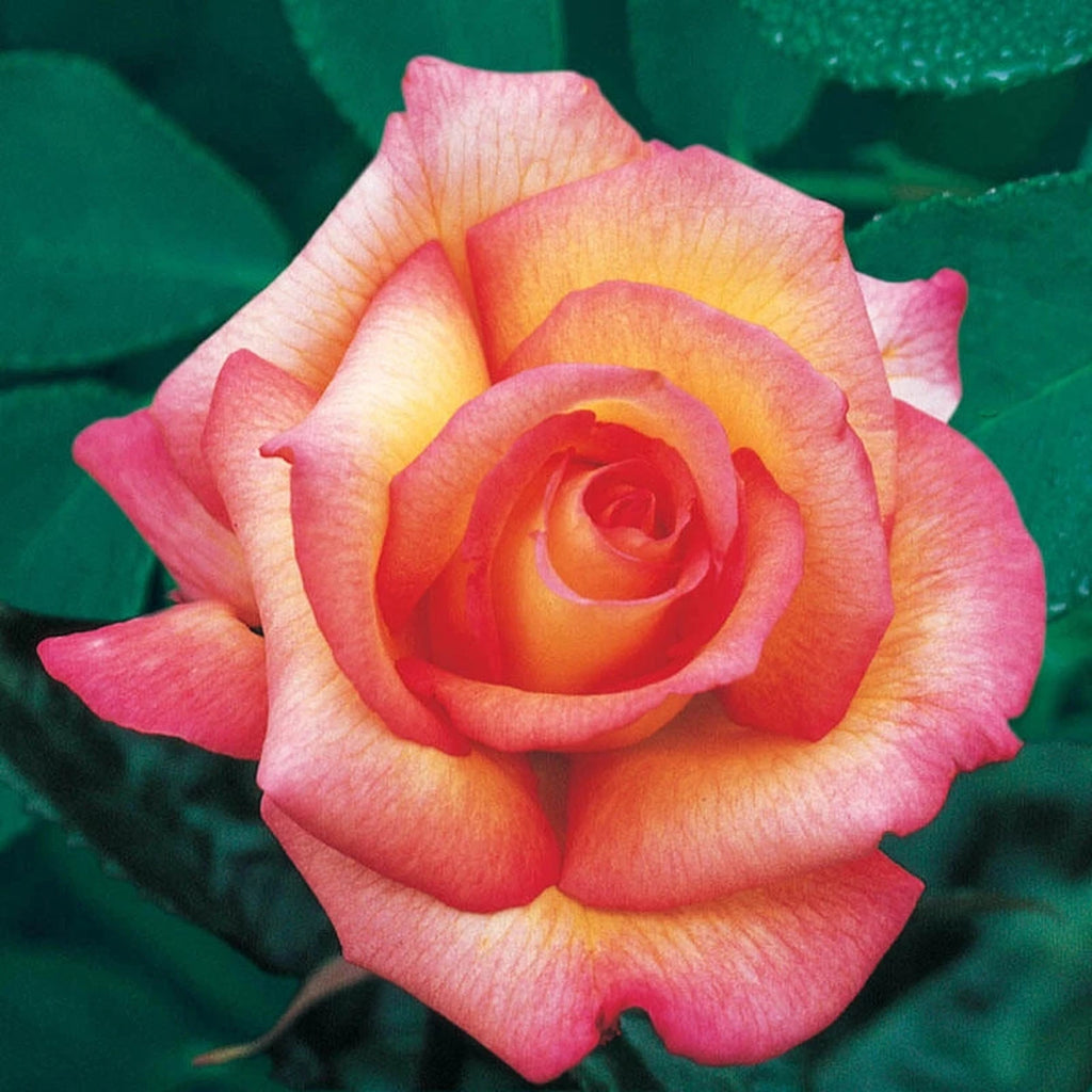 Sheilas Perfume Floribunda Rose | Breck's
