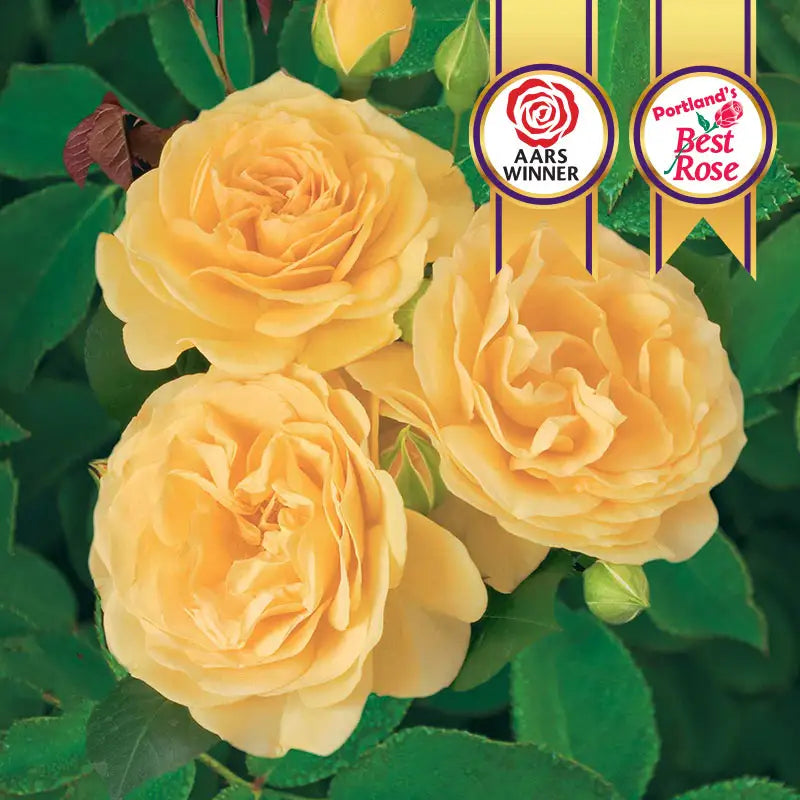 Breck's Flower Bulbs - Bulbs from Holland since 1818