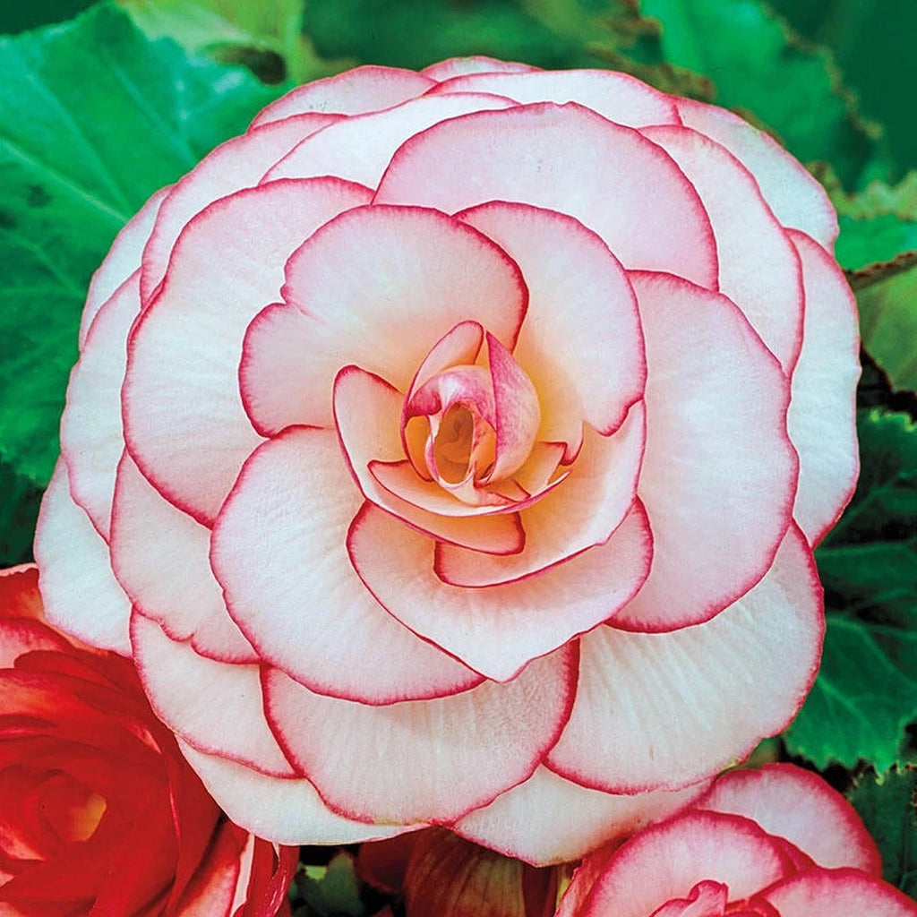 White-Red Picotee Begonia | Breck's