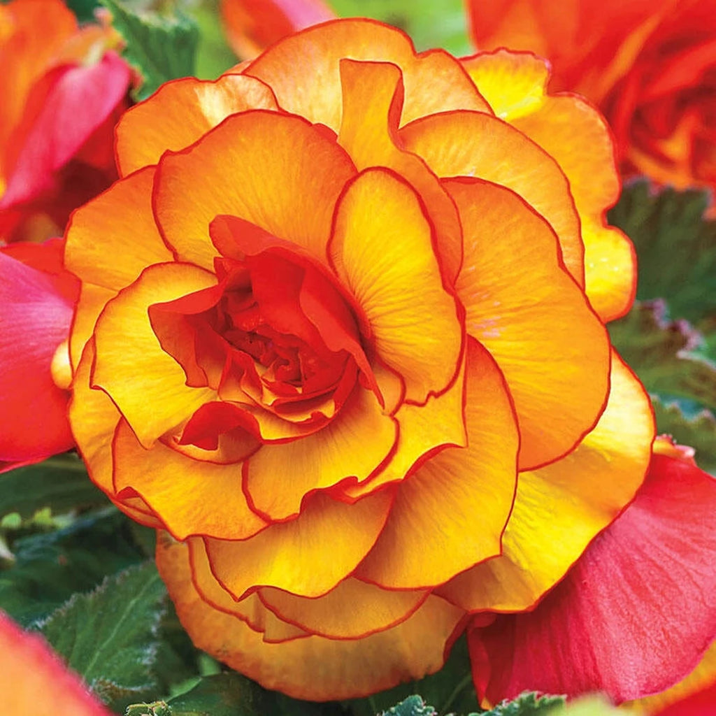 Yellow-Red Picotee Begonia | Breck's