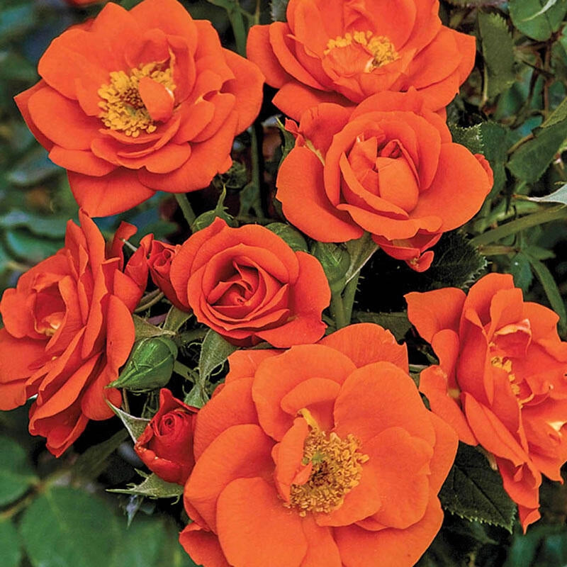 All aTwitter Miniature Rose | Breck's