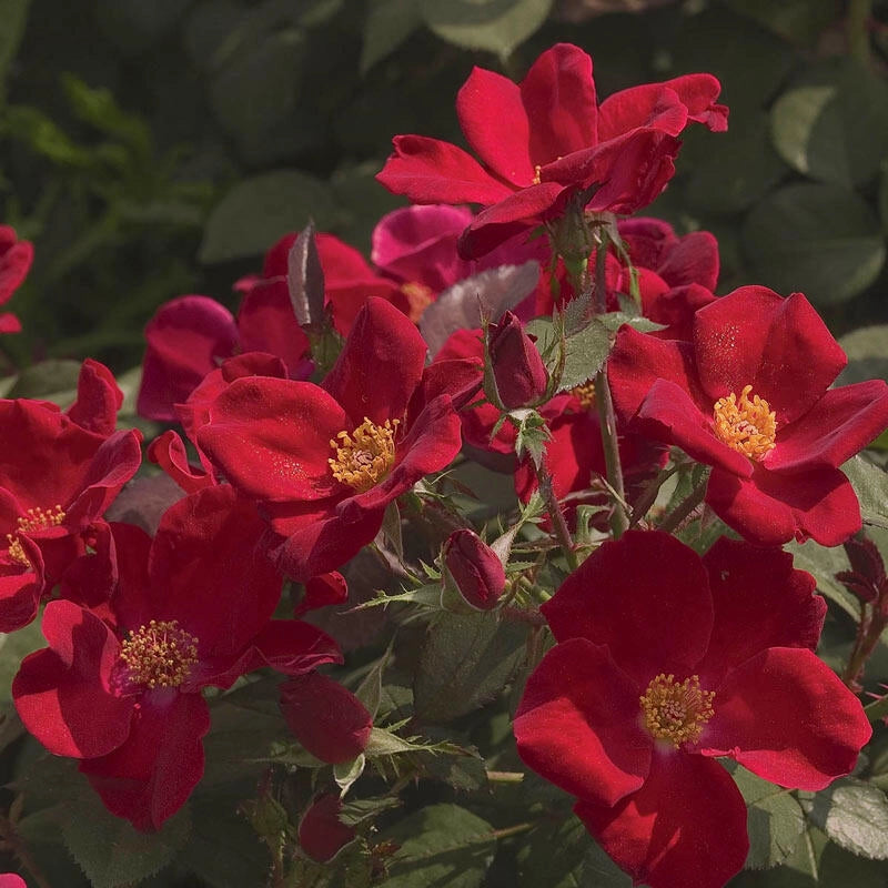 Home Run Shrub Rose | Brecks.com