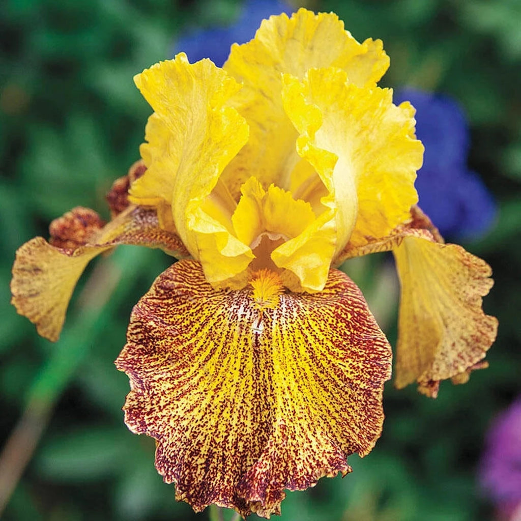 Shop Jitterbug Bearded Irises | Sun Perennials | Breck's