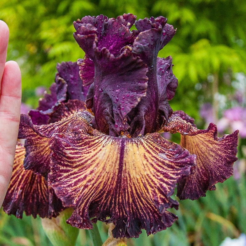 Buy Drama Queen Bearded Iris | Iris Bulbs | Breck's – Brecks