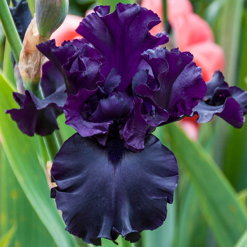 Raven Girl Bearded Iris | Buy Online | Breck's