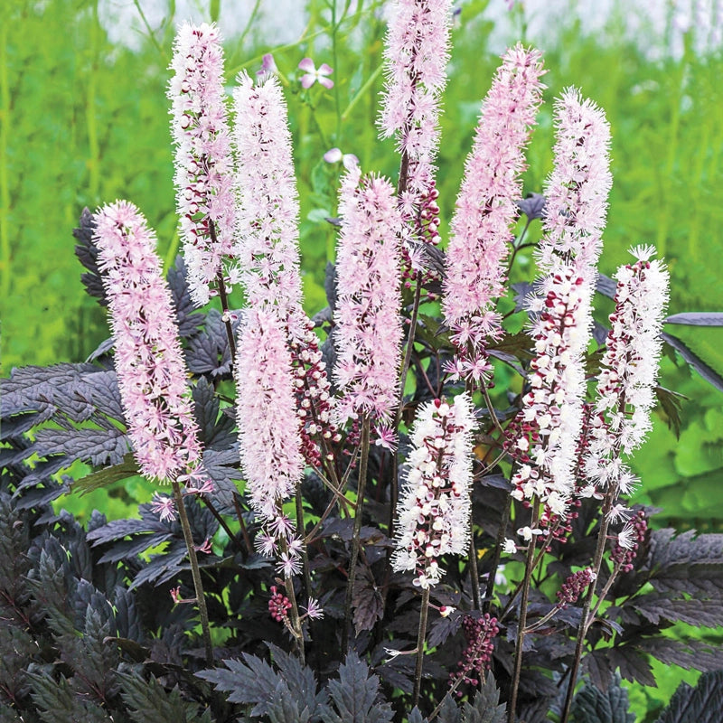 Chocoholic Black Snake Root | Breck's