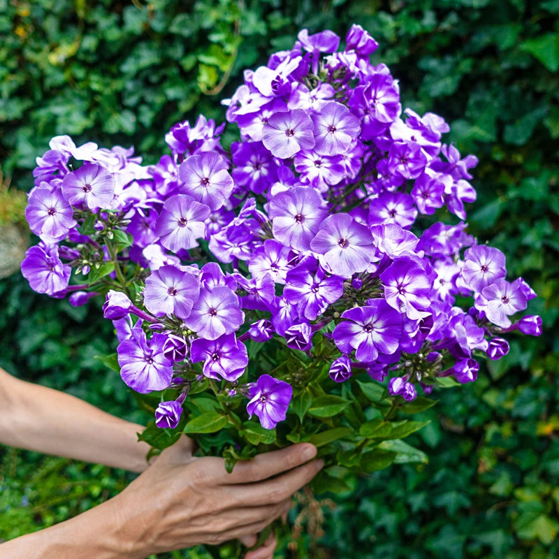 Shop Goliath Phlox Tree Online | Sun Perennials | Breck's