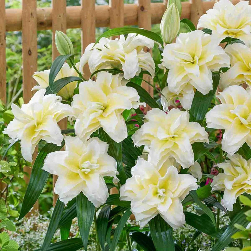 Ludwina Roselily – Breck's
