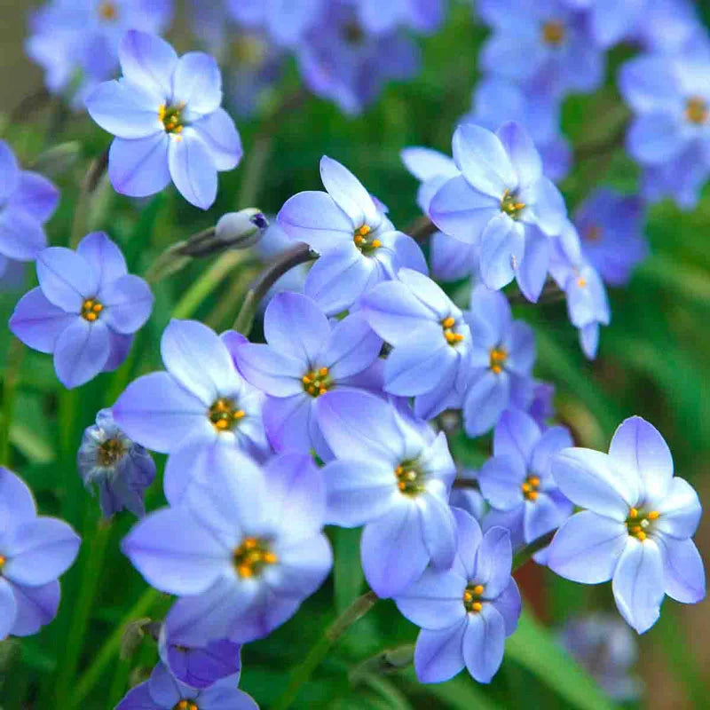 Jessie Spring Starflower – Breck's