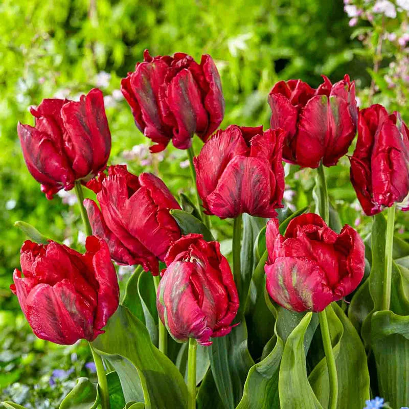 Red Madonna Parrot Tulip – Breck's