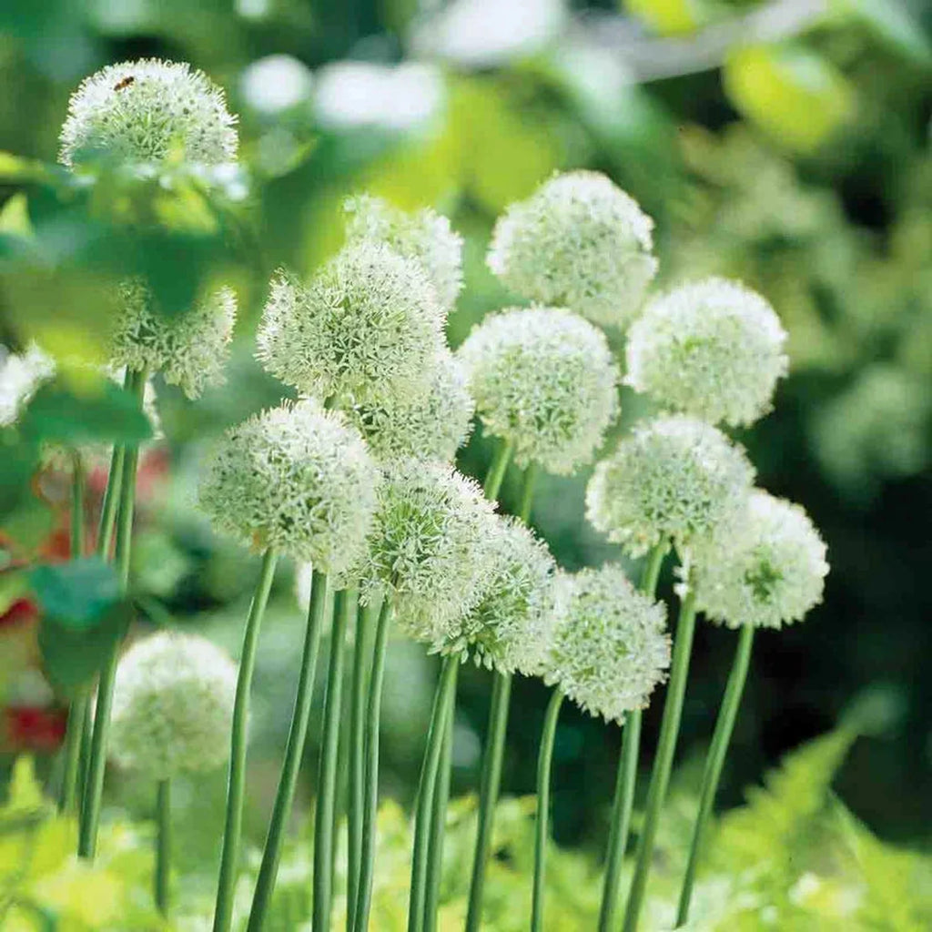 White Giant Allium – Breck's